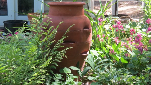 impatiens | Nitty Gritty Dirt Man