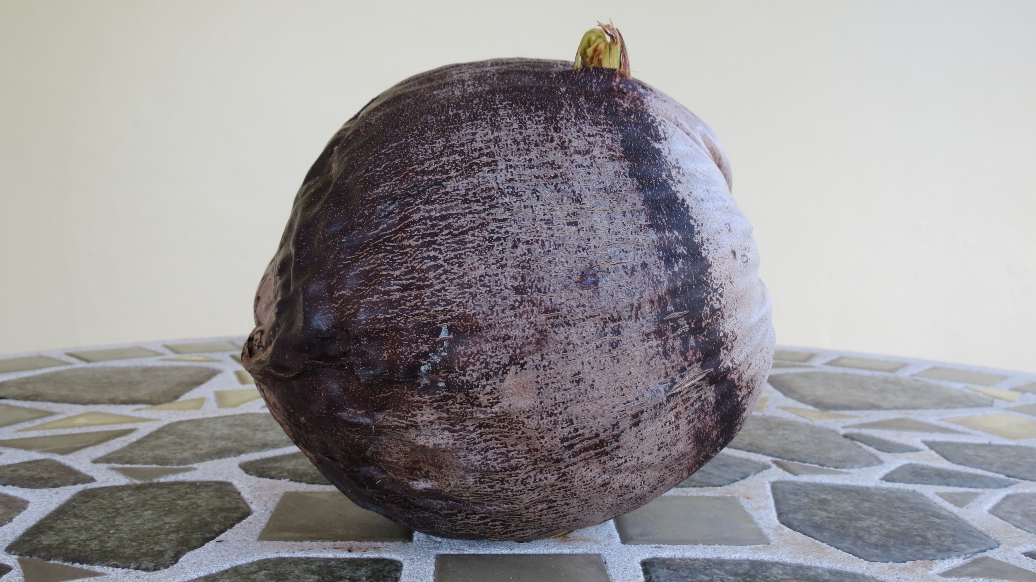 When Life Gives You Coconuts. . . | Nitty Gritty Dirt Man