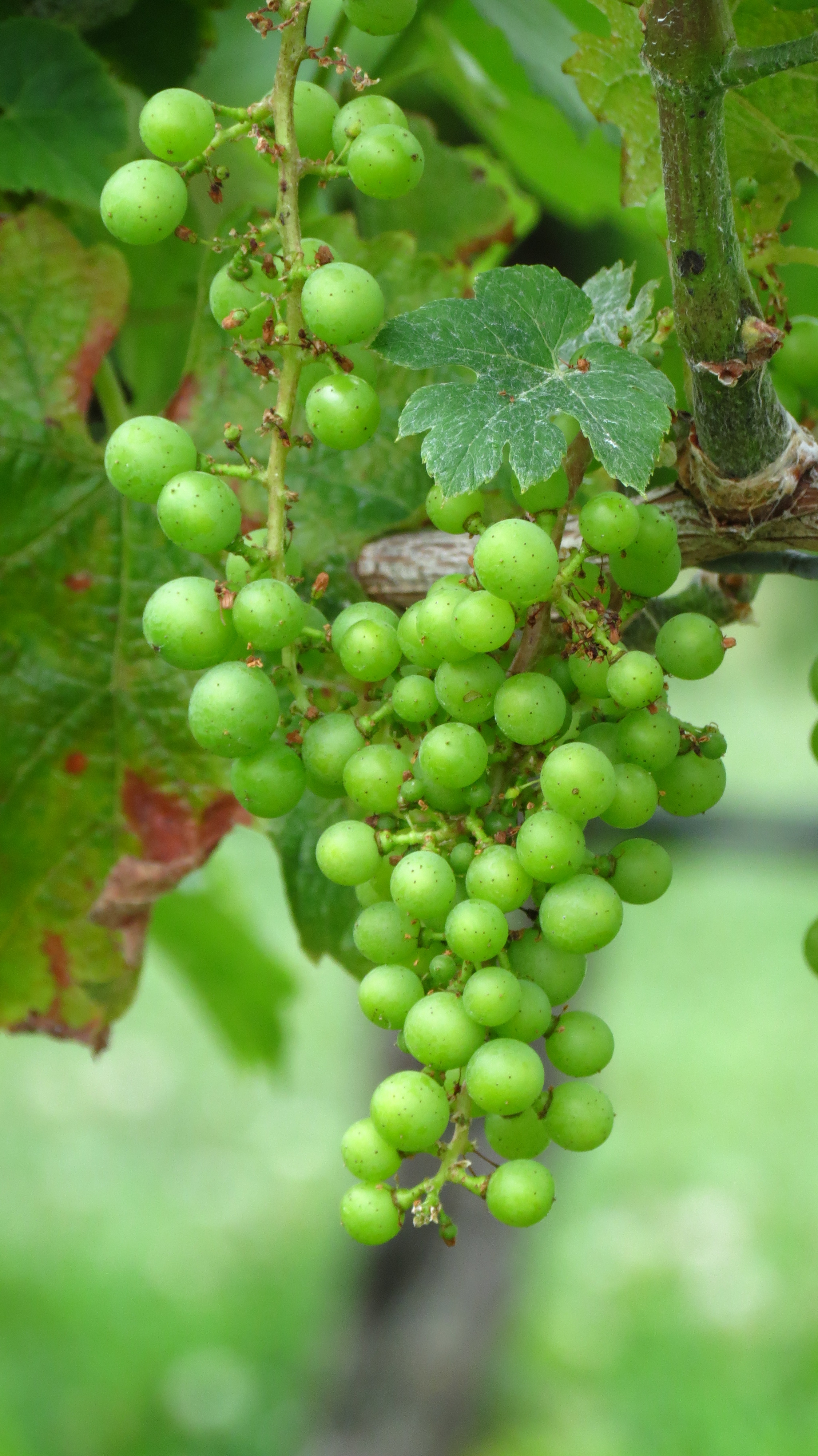 Grapes | Nitty Gritty Dirt Man