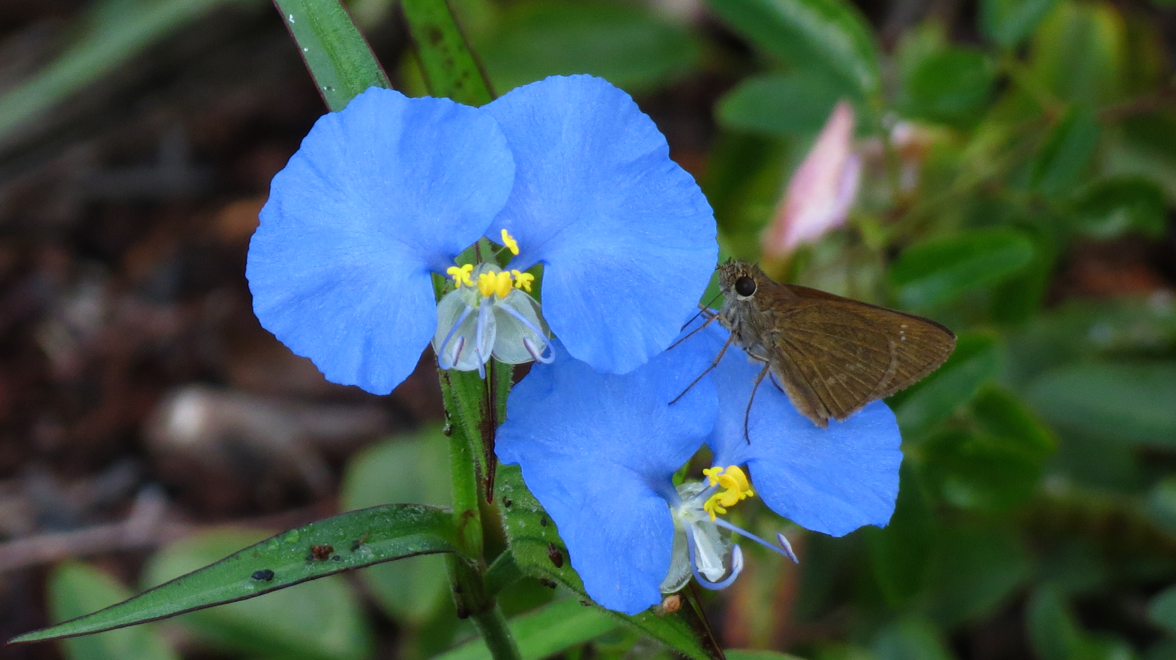 Field Trip: Lakeside Sand Pine Preserve | Nitty Gritty Dirt Man