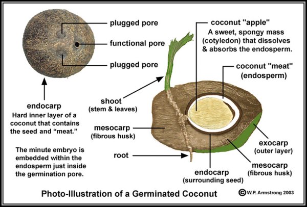 Anatomy of a Coconut | Nitty Gritty Dirt Man