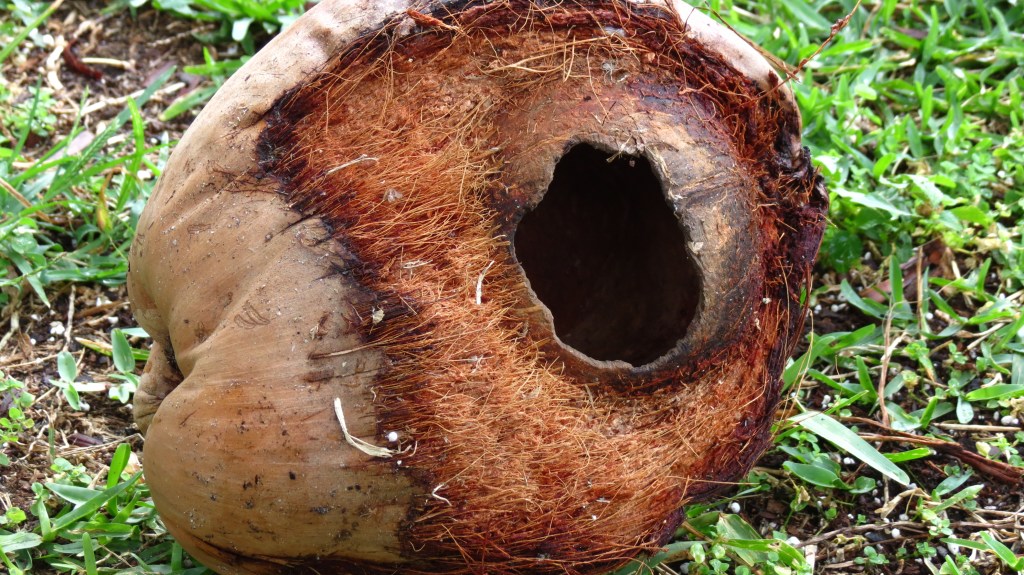 When Life Gives You Coconuts. . . | Nitty Gritty Dirt Man