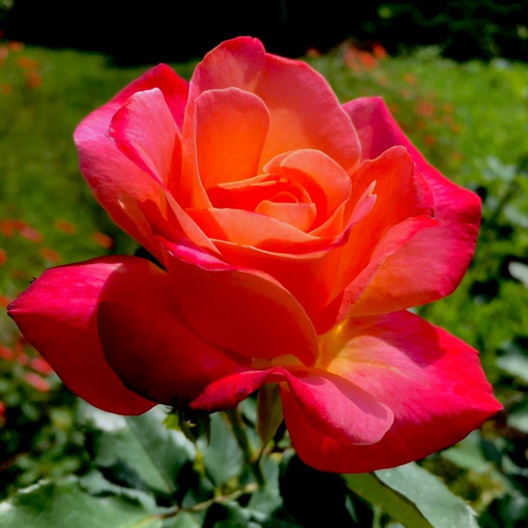 The South Floridian Who Planted A Rose And Grew An English Garden, Part ...