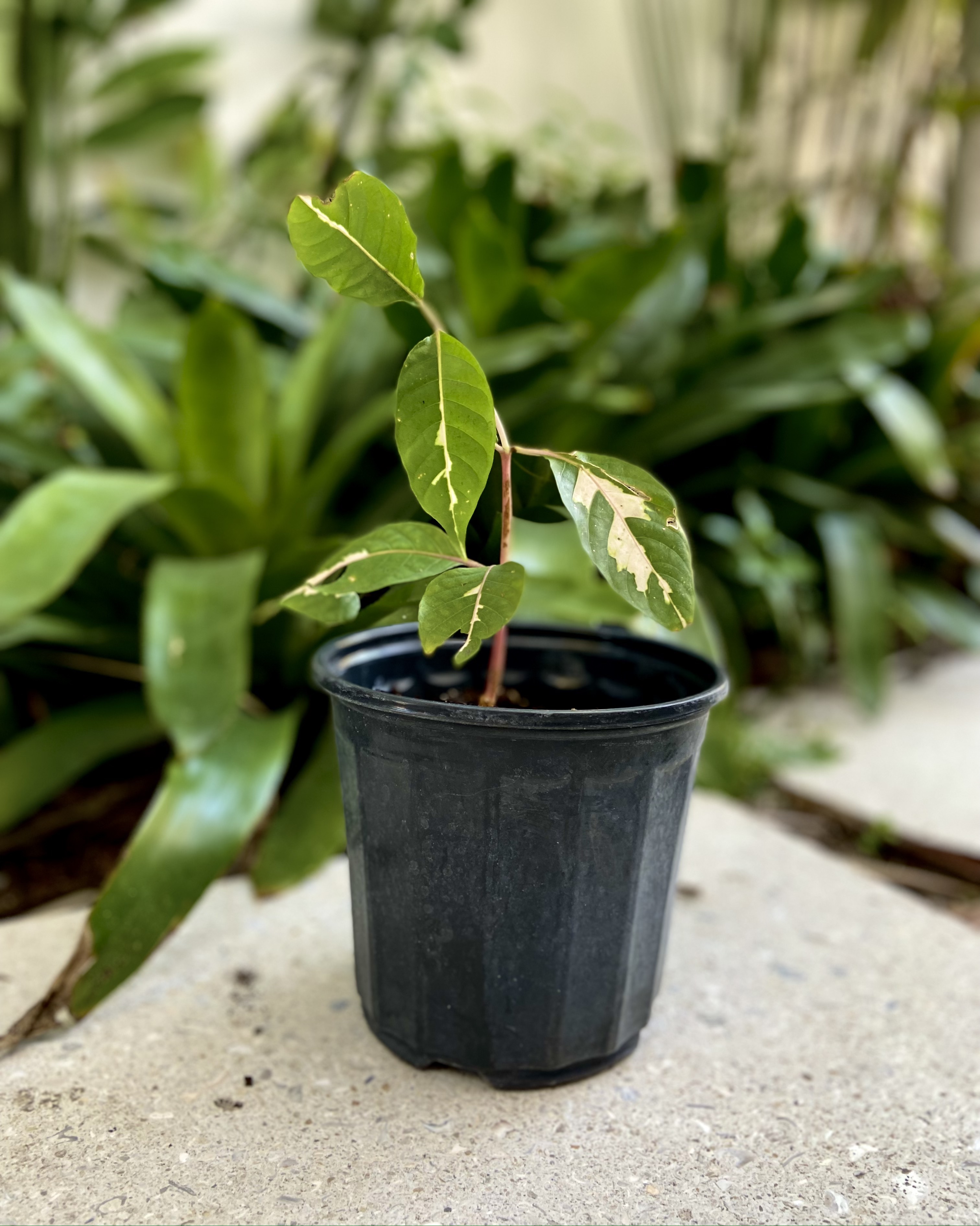 Jamaican Croton | Nitty Gritty Dirt Man