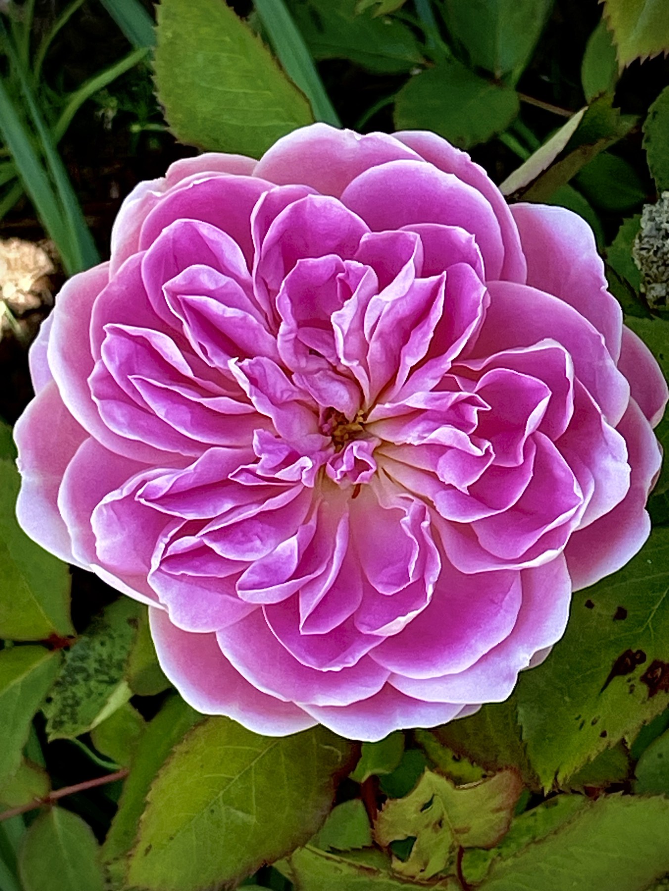 Field Trip: International Rose Test Garden | Nitty Gritty Dirt Man