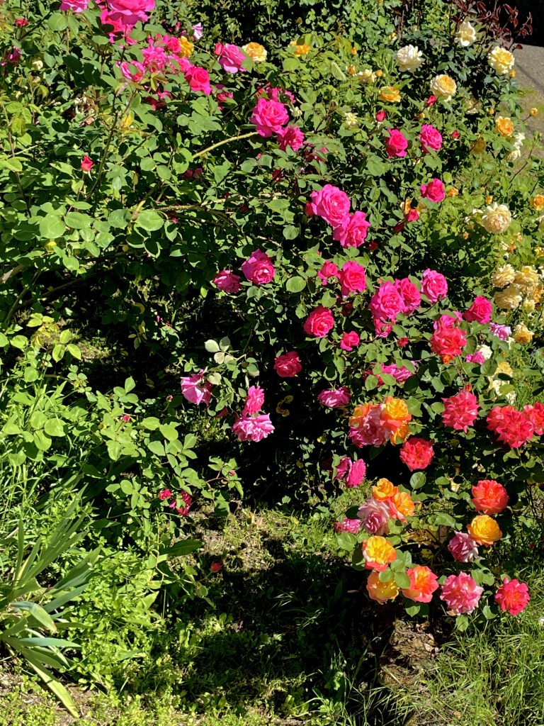 Field Trip: International Rose Test Garden | Nitty Gritty Dirt Man